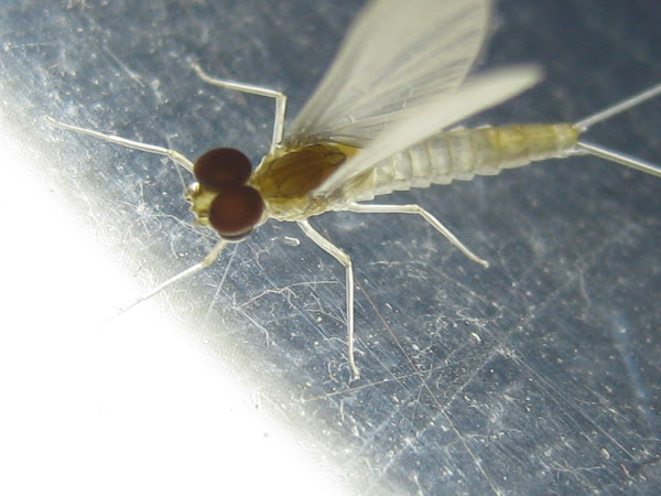 Mayflies | Project Noah