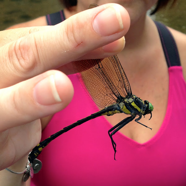 Dragonhunter dragonfly (male) | Project Noah