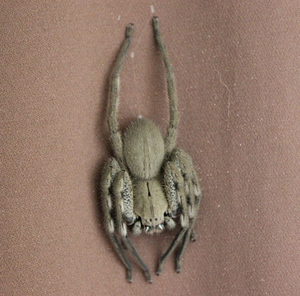 Rain Spider | Project Noah