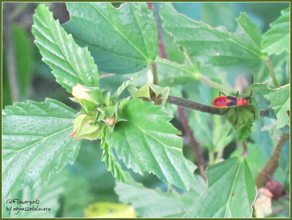 Cotton Stainer Bug (Nymph) | Project Noah