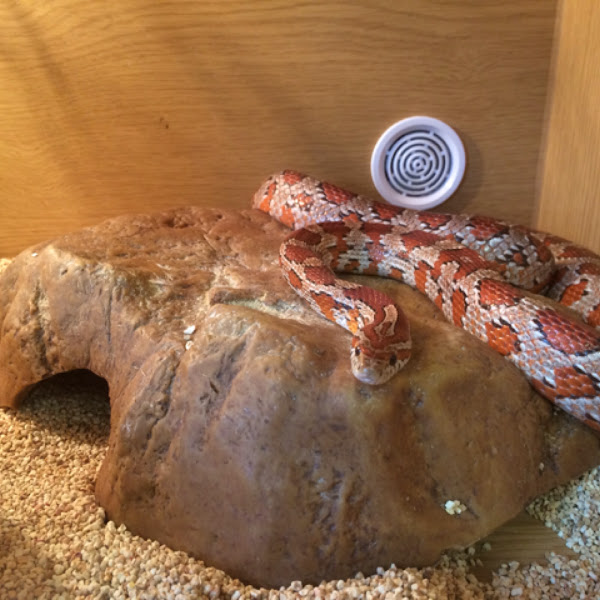 Corn snake | Project Noah