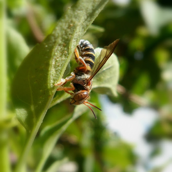 Leaf Cutter bee | Project Noah