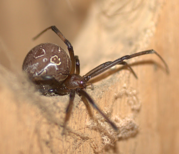 Brown Button Spider | Project Noah