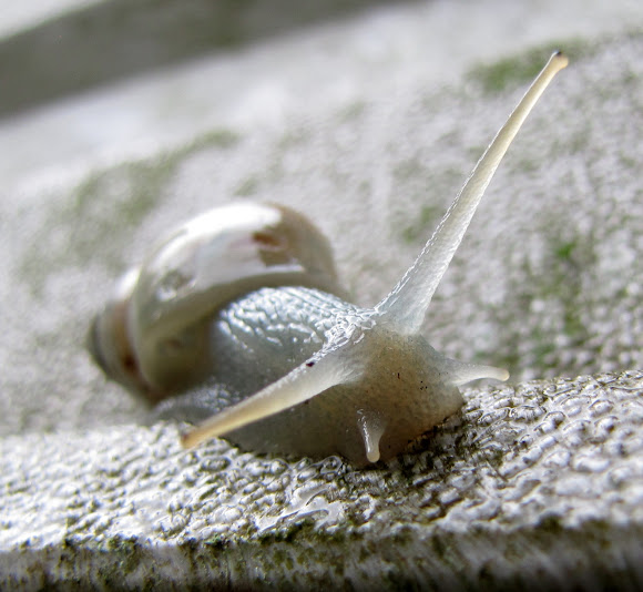 Manatee tree snail | Project Noah