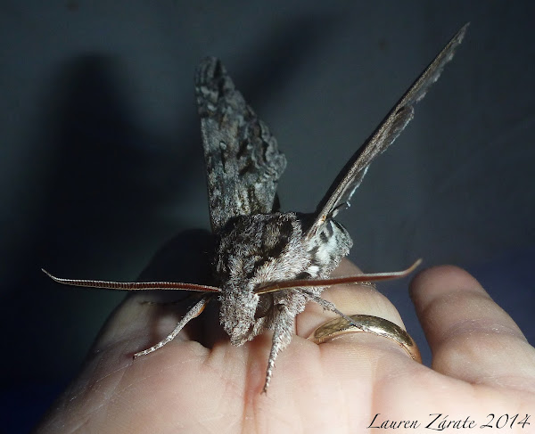 Hermit Sphinx Moth Project Noah