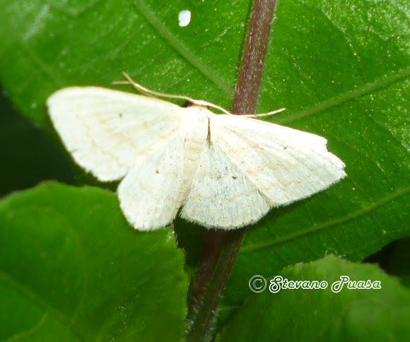 Scopula | Project Noah