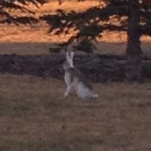 Rabbit | Project Noah