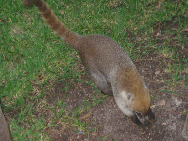 Coati (mexican tejon) | Project Noah