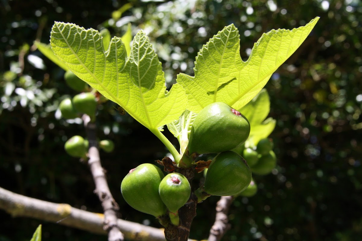 Figaflor o bacora | Project Noah