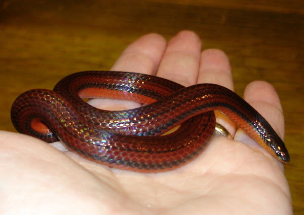 Middle American Burrowing Snake | Project Noah