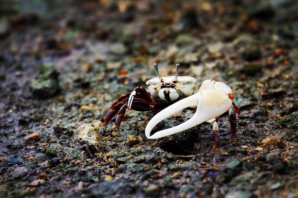 Uca lactea (清白招潮蟹) | Project Noah