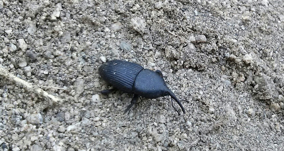 Agave Billbug | Project Noah