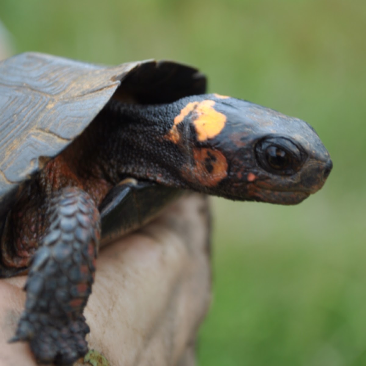 Bog turtle | Project Noah