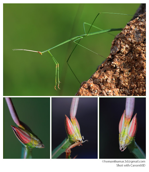 Schizocephala bicornis | Project Noah
