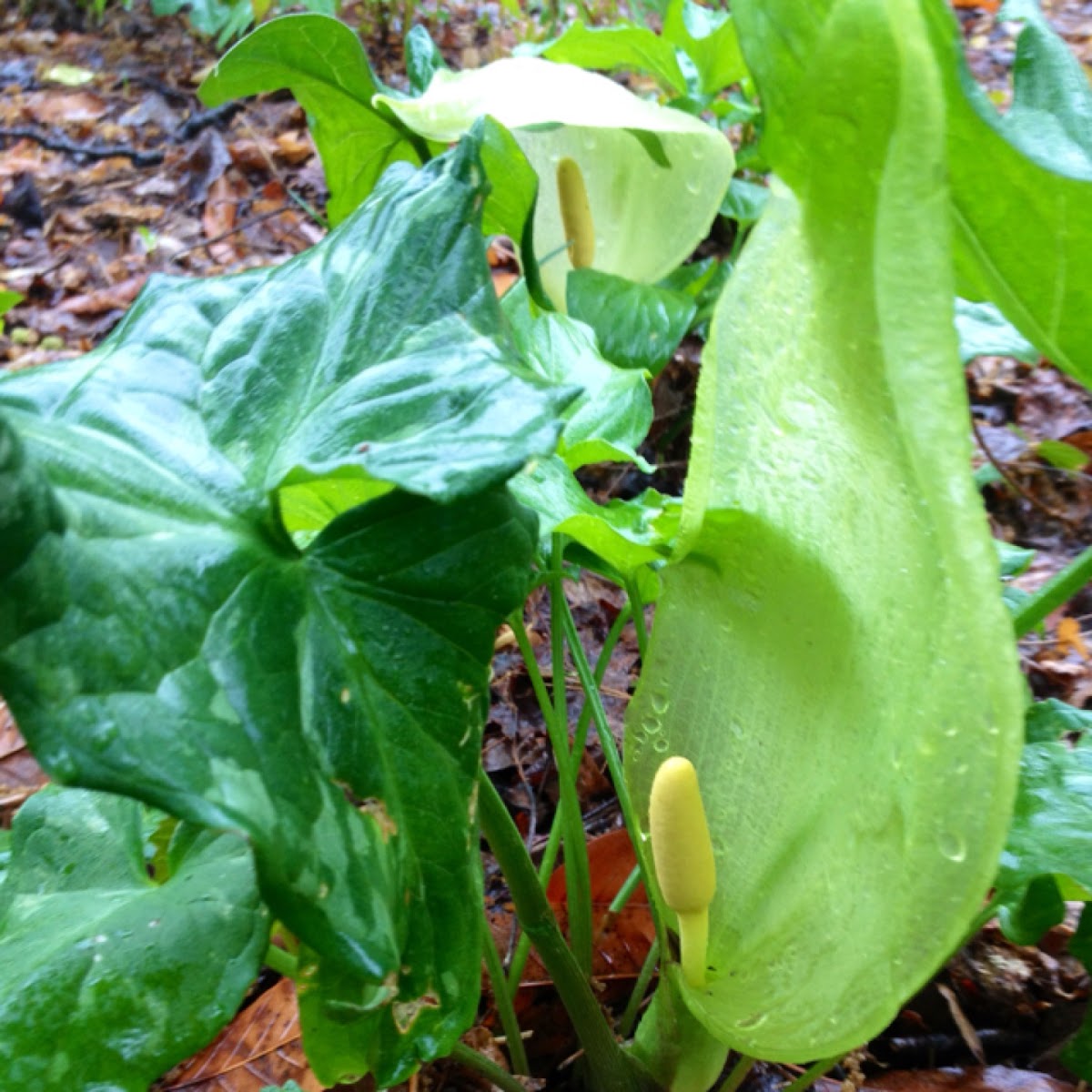 Italian Arum | Project Noah