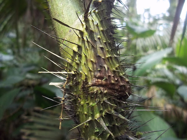 Daemonorops | Project Noah