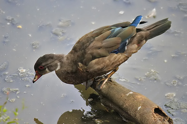 Wood Duck | Project Noah
