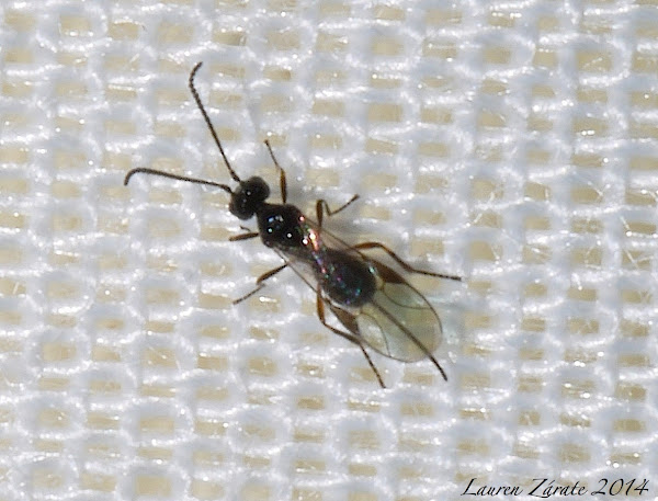 Braconid Micro Wasp | Project Noah