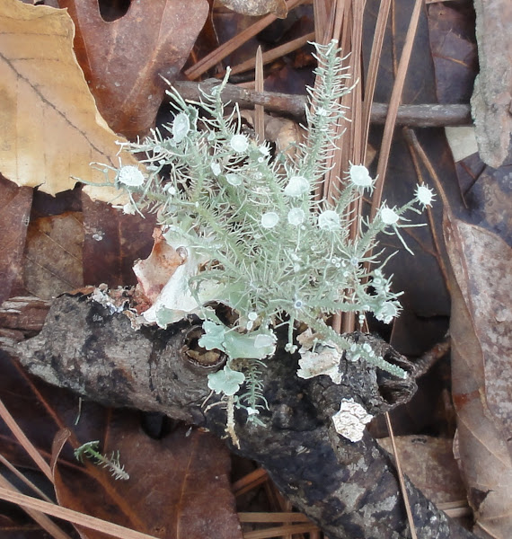 Strigose Beard Lichen | Project Noah