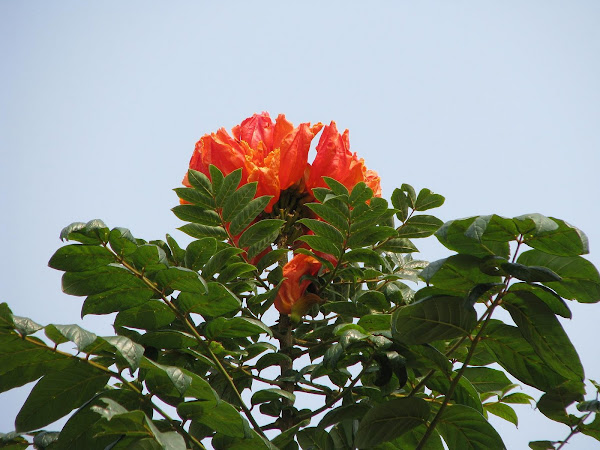 African Tulip Tree | Project Noah