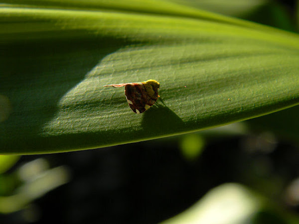 Ricaniid planthopper | Project Noah