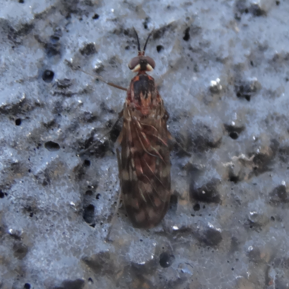 Wood gnat | Project Noah