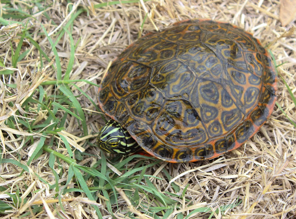Rio Grande Cooter | Project Noah