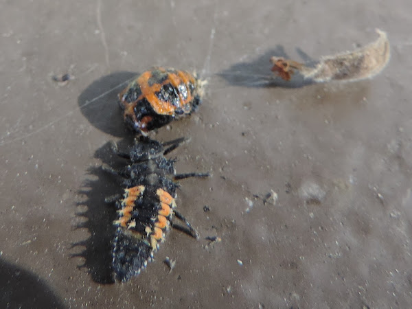 Multicolored Asian Lady Beetle (pupa) | Project Noah