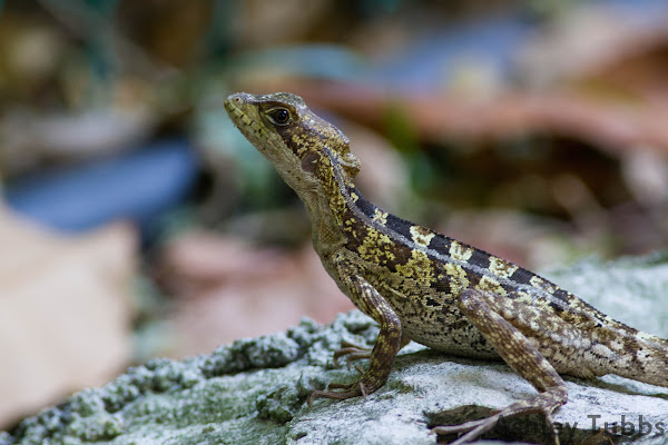 Brown Basilisk | Project Noah