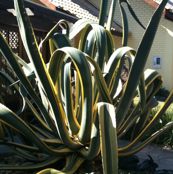 Agave | Project Noah