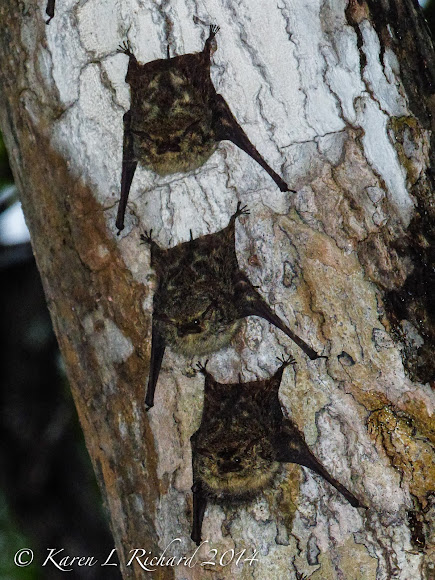 Proboscis bat | Project Noah