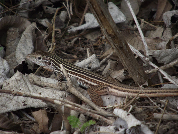 Texas Spotted Whiptail | Project Noah