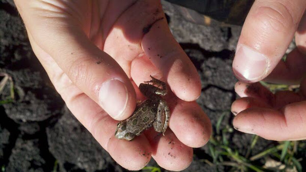 Plains Leopard Frog | Project Noah