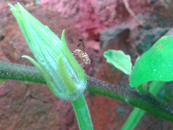 Fruit fly? | Project Noah