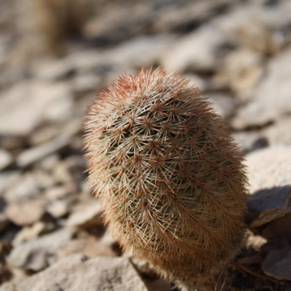 Texas rainbow cactus | Project Noah