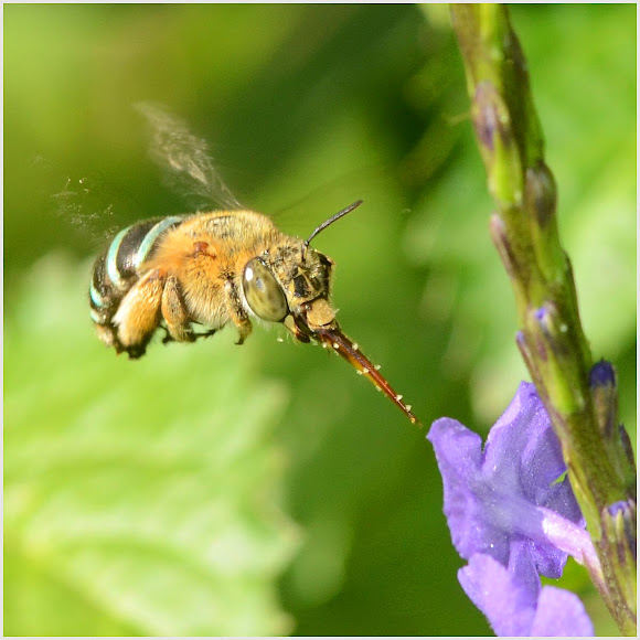 Blue Banded Bee | Project Noah