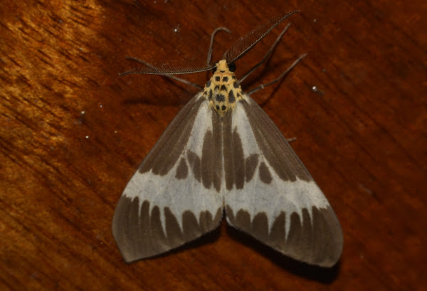 Arctiid Moth | Project Noah