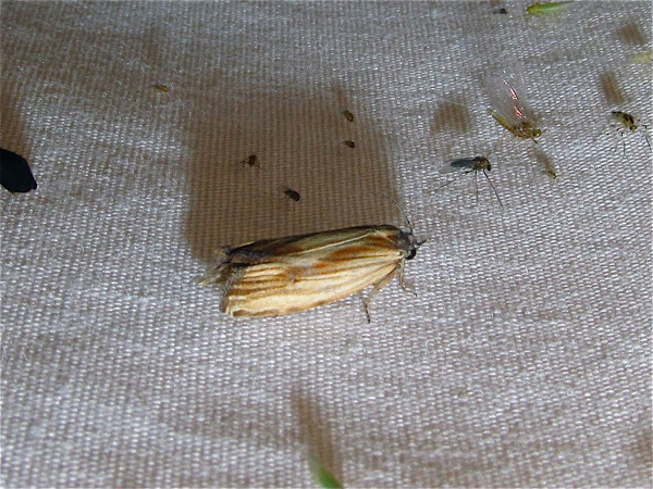 Radiating Phaneta | Project Noah