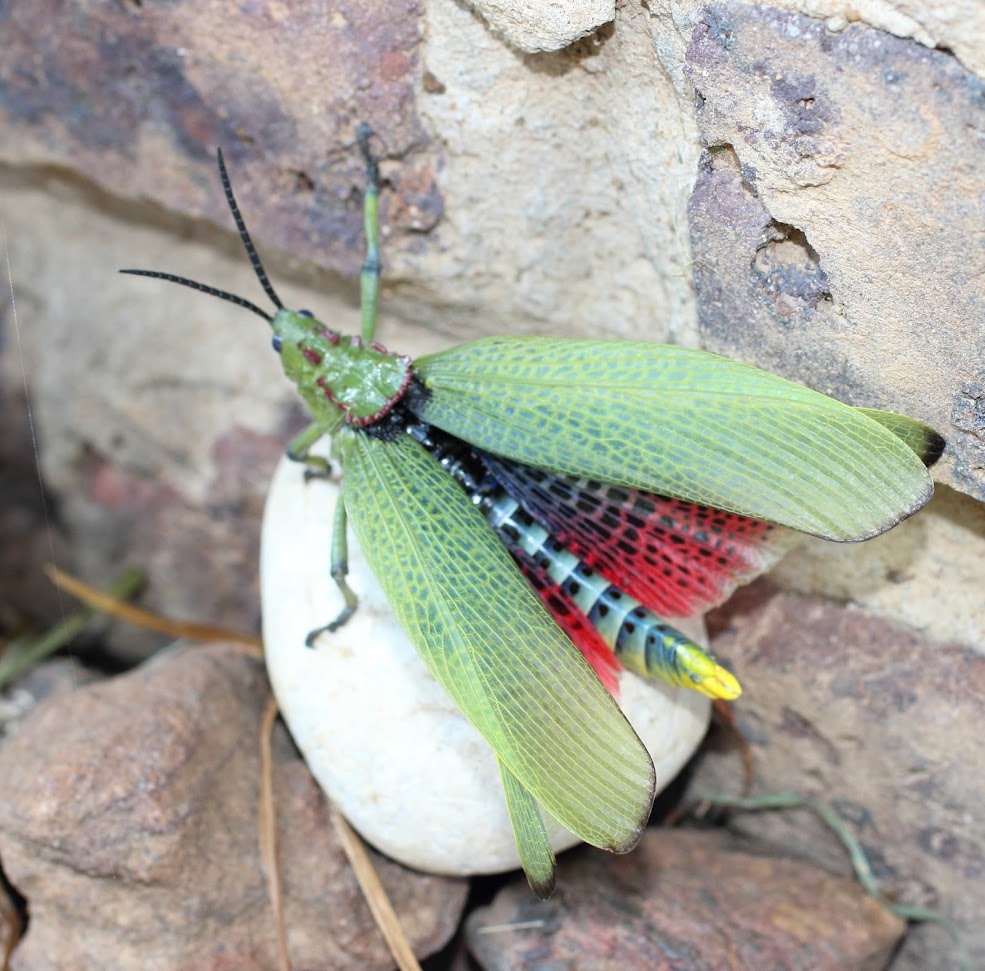 Green Milkweed Locust or African Bush Grasshopper | Project Noah