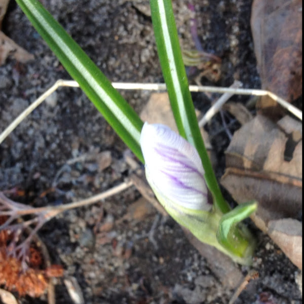 Crocus | Project Noah