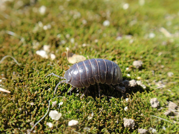 Bicho de contas | Project Noah