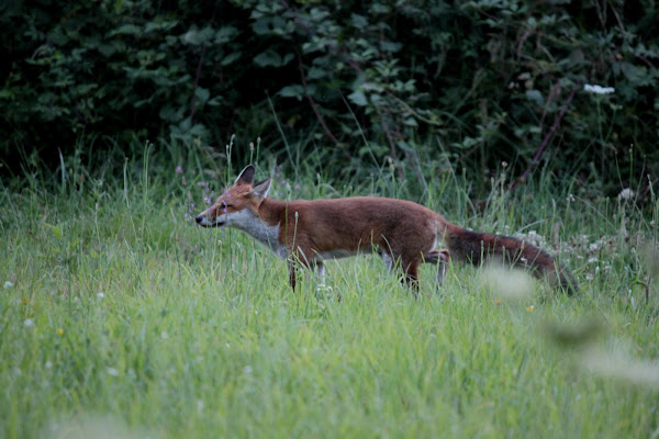 Renard roux | Project Noah