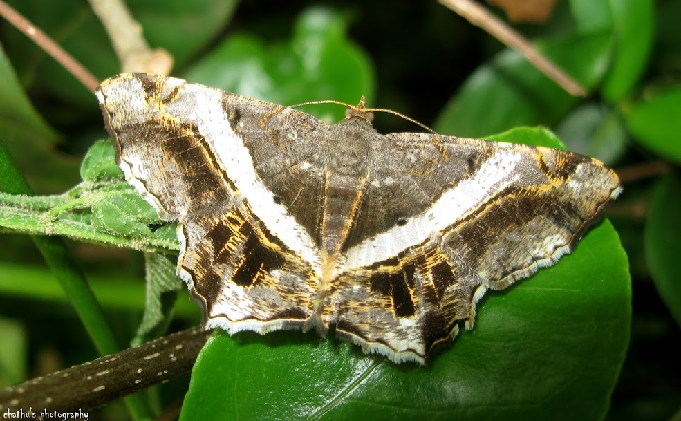 Geometrid Moth | Project Noah