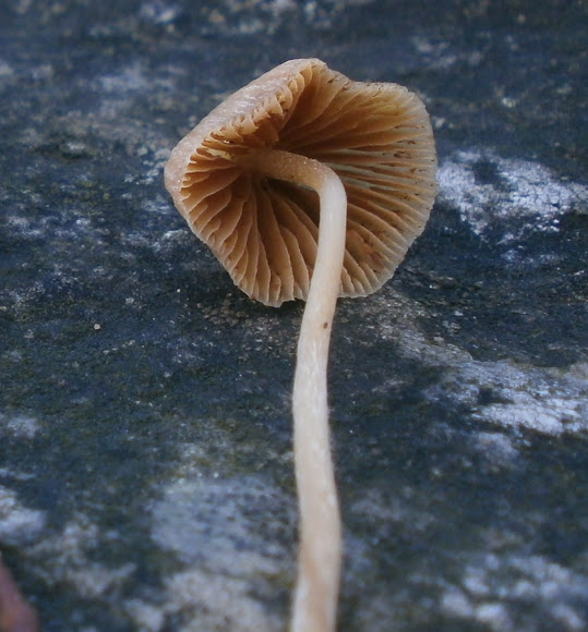 Conecap sp.? | Project Noah