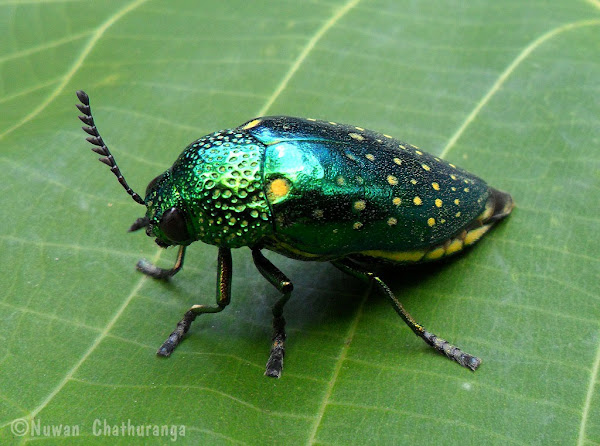 Jewel Beetle | Project Noah
