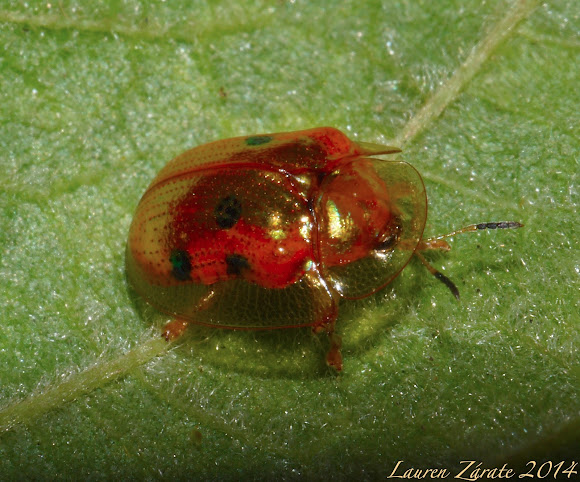 Tortoise Shell Beetle | Project Noah