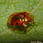 Red and gold tortoise beetle | Project Noah