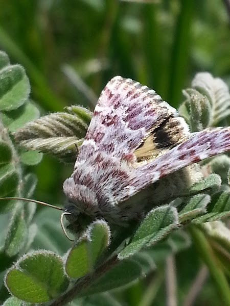 Leadplant Flower Moth | Project Noah