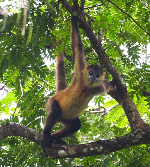 Geoffroy's Spider Monkey | Project Noah