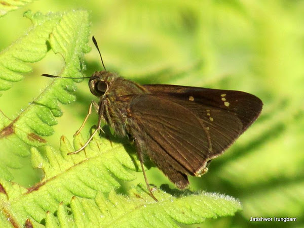 Hesperiidae | Project Noah